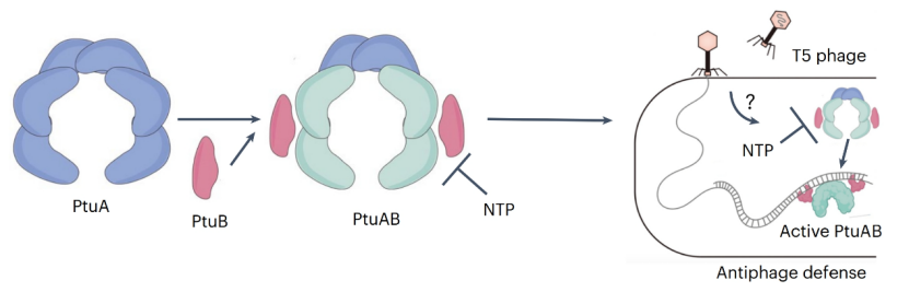 我校余雅梅/陈强团队联合俄亥俄州立大学傅天民课题组揭示新型抗噬菌体防御系统Septu的分子机制-四川大学新闻网
