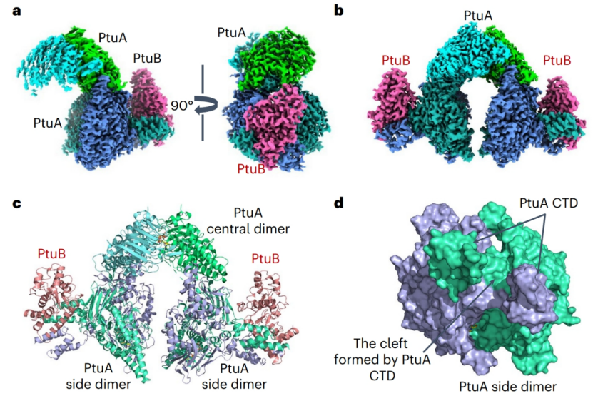 我校余雅梅/陈强团队联合俄亥俄州立大学傅天民课题组揭示新型抗噬菌体防御系统Septu的分子机制-四川大学新闻网